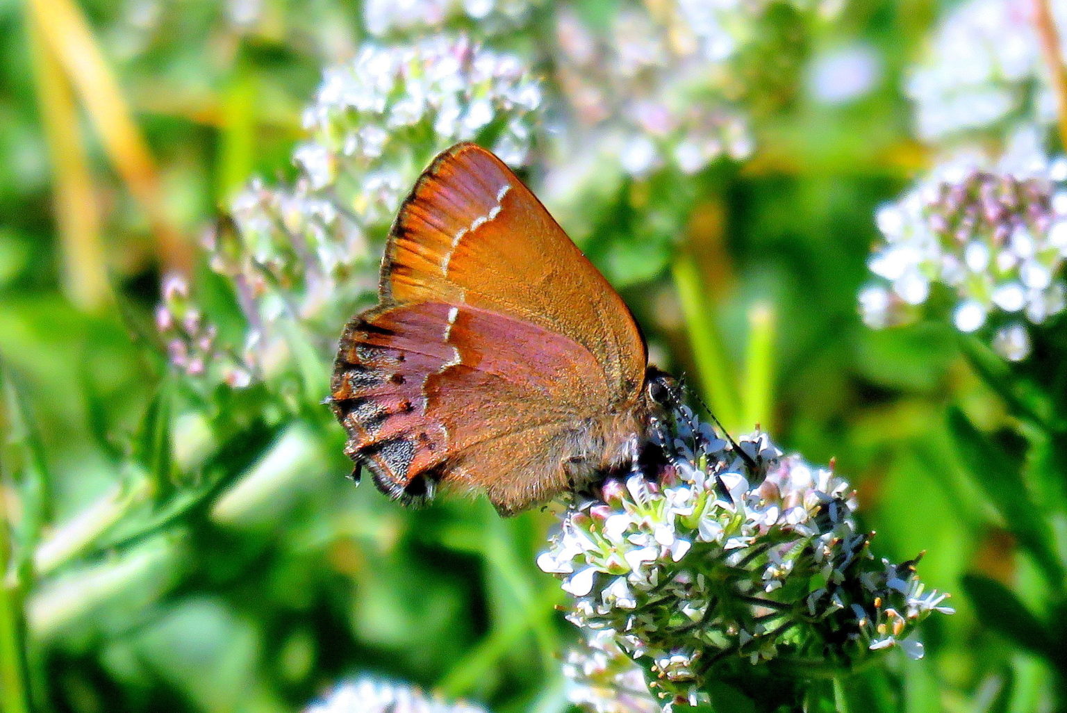 Species Images – Vancouver Island, British Columbia Butterflies
