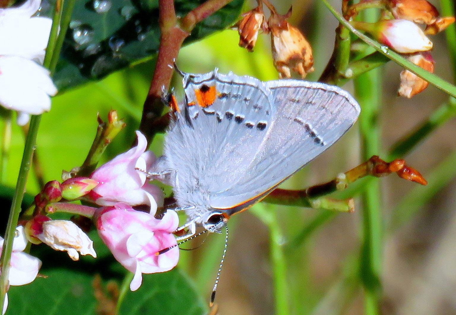 Species Images – Vancouver Island, British Columbia Butterflies