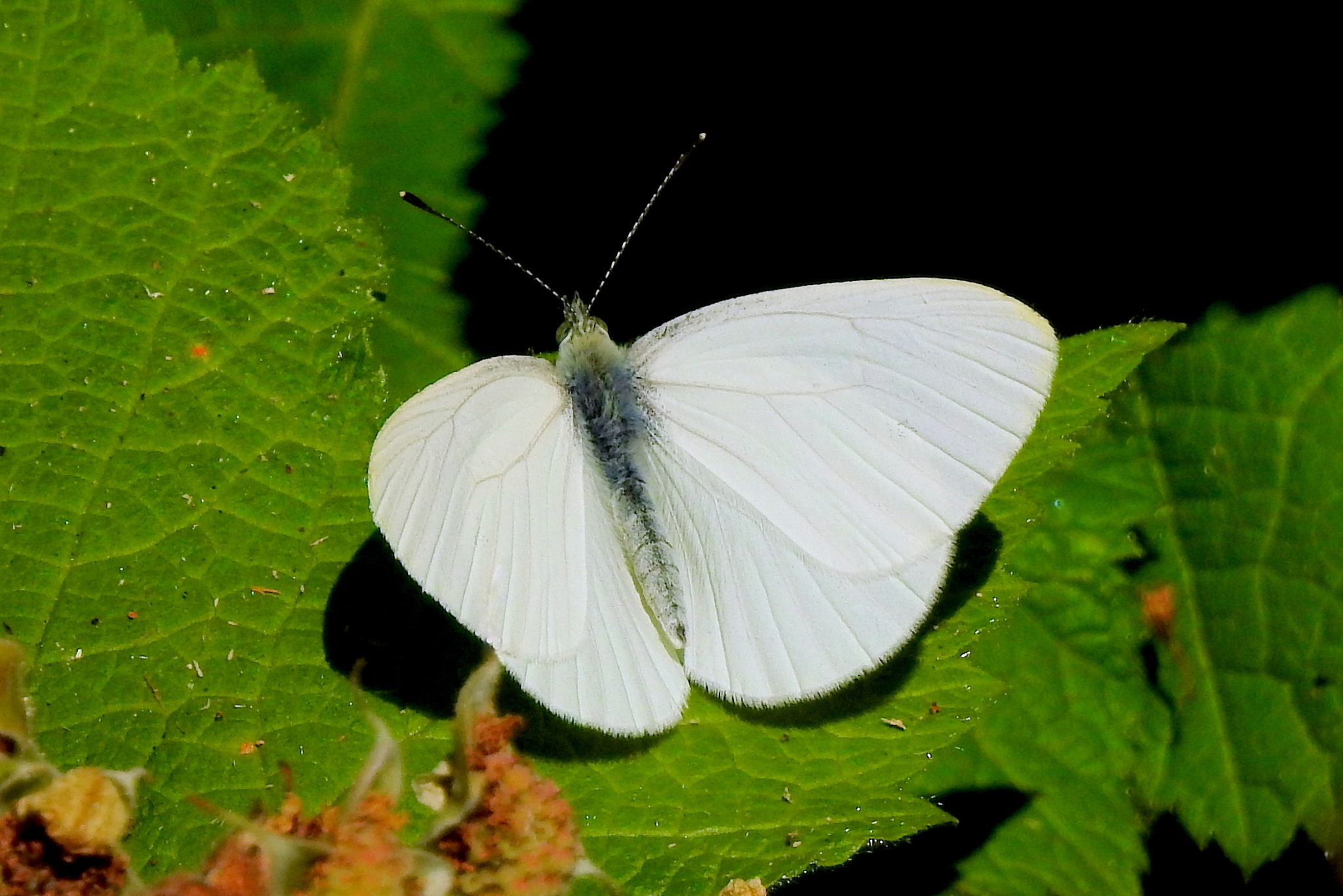 Species Images – Vancouver Island, British Columbia Butterflies